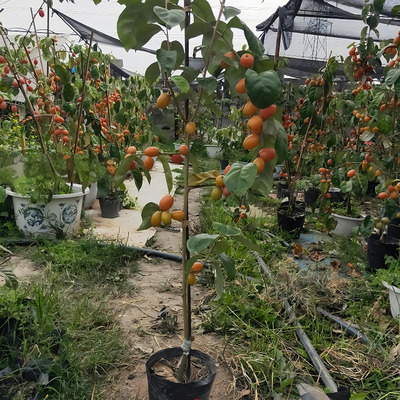 羊奶果苗树苗盆栽地载庭院阳台种