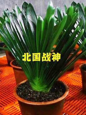 国宝级精品君子兰技师油匠短小苗