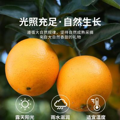 正宗江西赣南脐橙9斤顺丰直发
