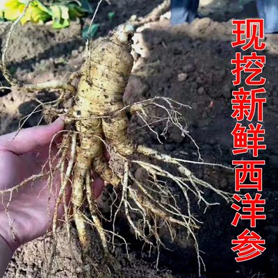 陕西留坝现挖新鲜带土整枝西洋参