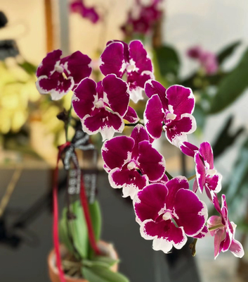 稀品：龙兰美琪黑天鹅 4.5寸单剑