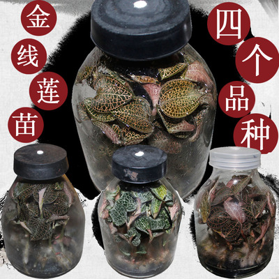 金线莲苗瓶苗盆栽种植苗福建尖叶红霞大叶品种金线莲种苗福建南靖