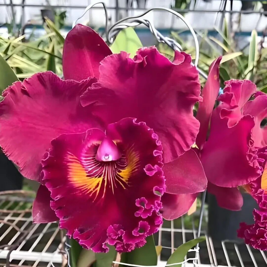 卡特兰红龙洋兰花卉好养绿植懒人