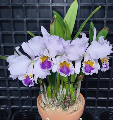 卡特兰原卡蓝莫西C. mossiae fma. coerulea 'Scotch Mist'洋兰花