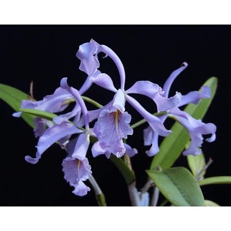 卡特兰蓝马C. maxima coeruleaor'x self 赫克托