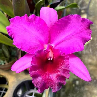 卡特兰红桃 Rlc. vigour Peach 玫紫红大花室内办公室花卉