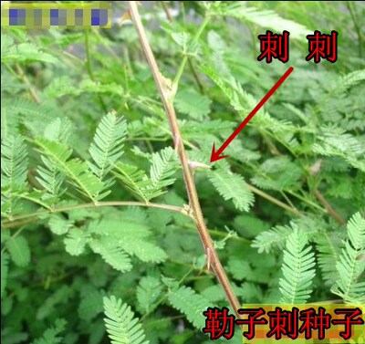 刺树种子围园簕簕仔树勒子树围园勒刺刺篱笆 荆棘种子有刺银合欢