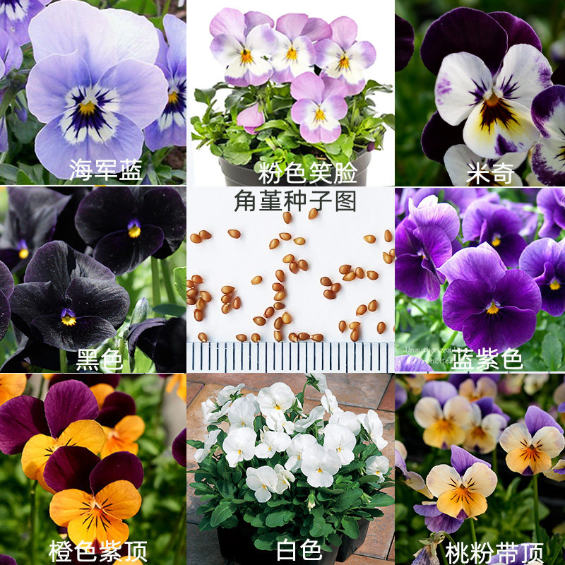 三色堇角堇花种子花籽孑四季种开花皱边阳台庭院易种盆栽植物易种