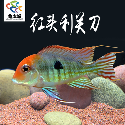 红头力关刀鱼食土鲷清洁鱼淡水
