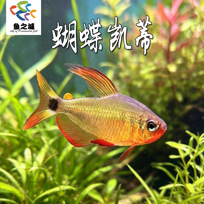 蝴蝶凯蒂南美灯鱼草缸群游淡水钻石灯帝王灯柠檬灯观赏扯旗鱼天使