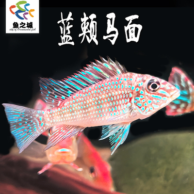 蓝颊马面关刀鱼温和食土鲷清洁鱼