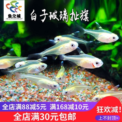 白子玻璃扯旗观赏鱼淡水鱼缸群游