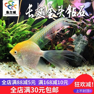 长翅金仙长尾金头钻石神仙鱼红头