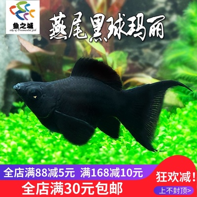 皮球鱼球形玛丽鱼燕尾黑球鱼