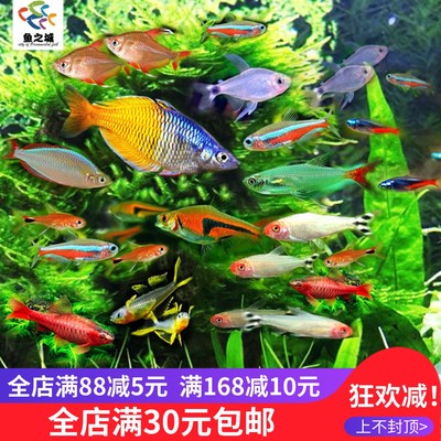 灯科鱼红绿灯小型鱼热带鱼观赏鱼