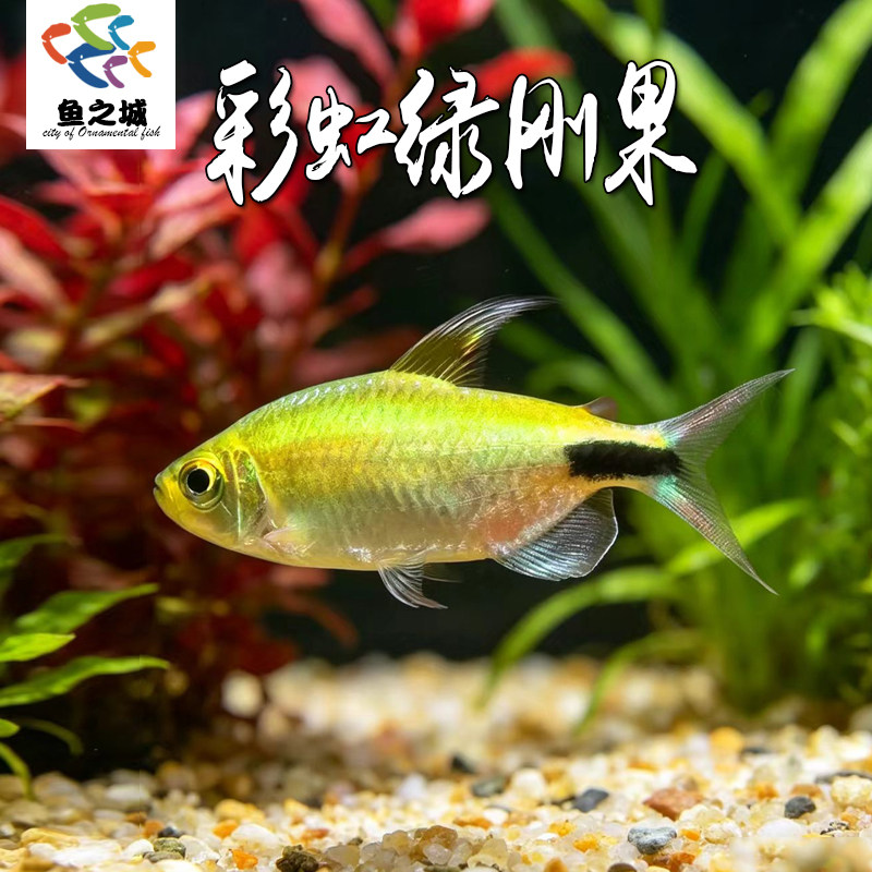 彩虹绿刚果灯鱼群游草缸一眉道人帝王灯七彩稻田灯淡水新手观赏鱼