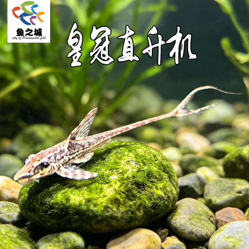 皇冠直升机异型淡水观赏鱼清洁除藻除青苔工具鱼黄金胡子彩虹鲨