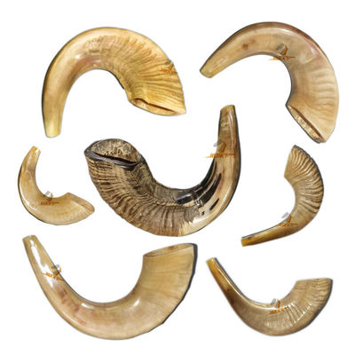 天霸烈角以色列公羊角号shofar羊角号角羊角吹号