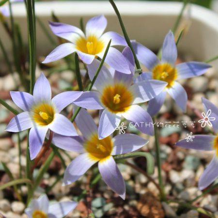 6-7月发货 桌山罗慕丽种球 Romulea tabularis 5球/份 秋植春花_虎窝淘