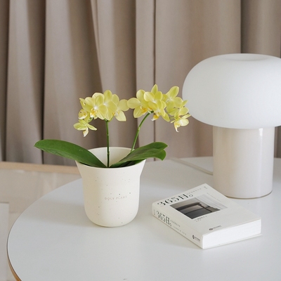 黄金风铃蝴蝶兰美学家居盆栽