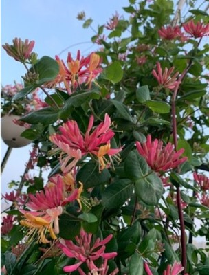 金焰京九花期长小苗金银花