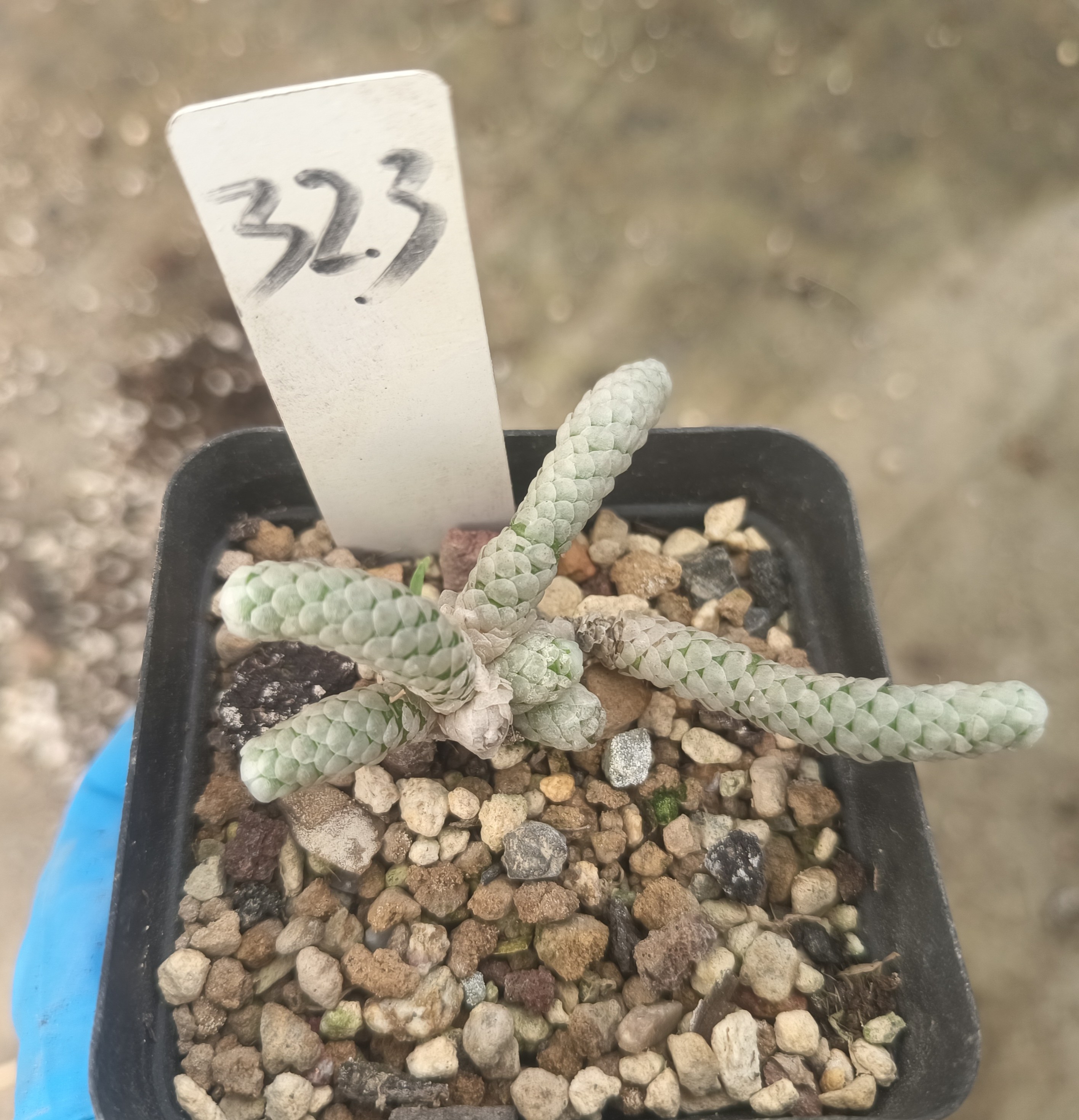 龙鳞羽 块根植物 一物一拍 多肉植物办公室组合 满28包邮