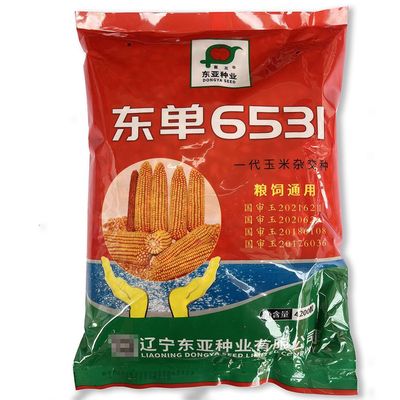 东单6531玉米种子国审大棒抗旱耐涝抗盐碱适广性强苞谷大田玉米孑