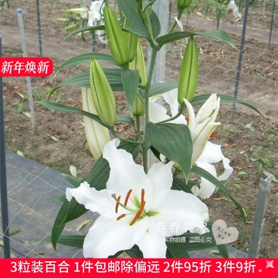 乔乔花屋 荷兰进口香水百合花种球O系列经典款西伯利亚 3粒装现货