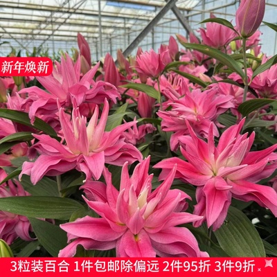 乔乔花屋 荷兰进口香水百合花种球红丝带粉色无花粉 3粒装现货