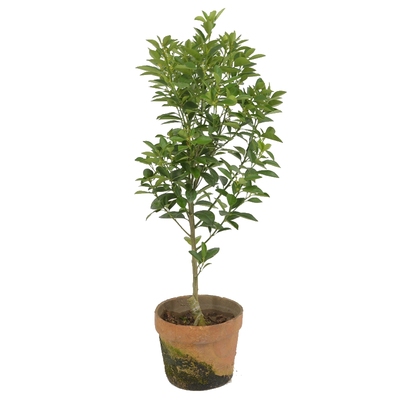 砂糖桔果苗金桔苗橘子盆栽地栽