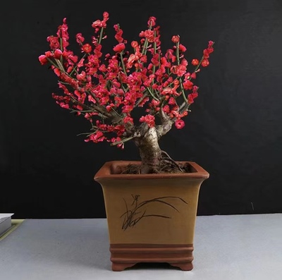 梅花盆景耐寒耐热南北方室内外好养开花植物