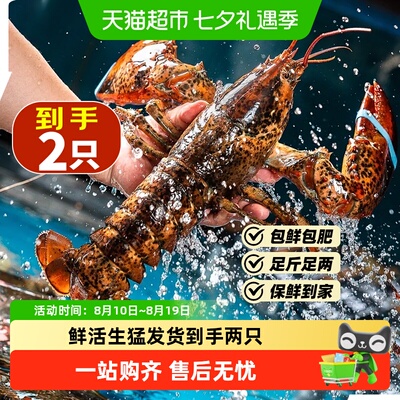 首鲜道加拿大波士顿龙虾产地直采