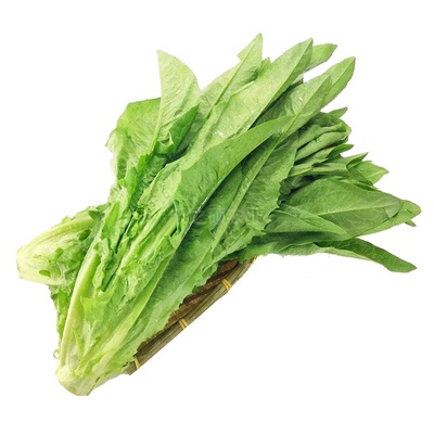 油麦菜种子易种植耐寒耐热高产抗病四季可种阳台庭院青菜蔬菜种籽