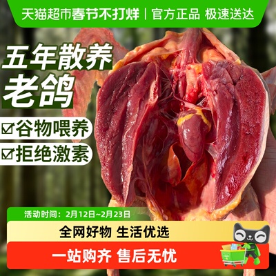 云储生活鸽子农家散养