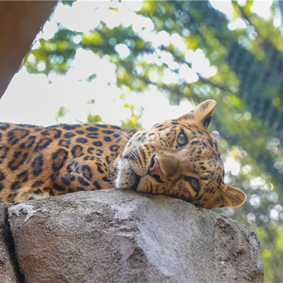 红山动物园大门票