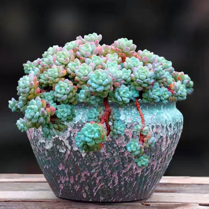 花魁香草多肉植物【劳尔】有香味带花苞老桩/新款肉肉盆栽防辐射