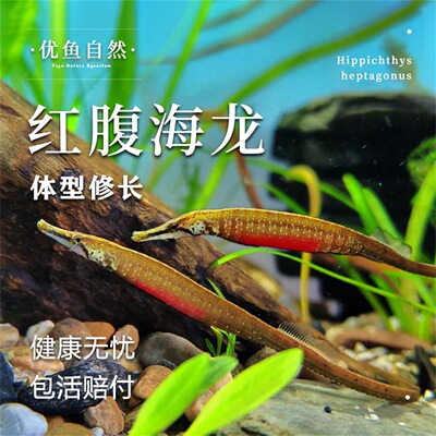 红腹海龙鱼淡水热带观赏