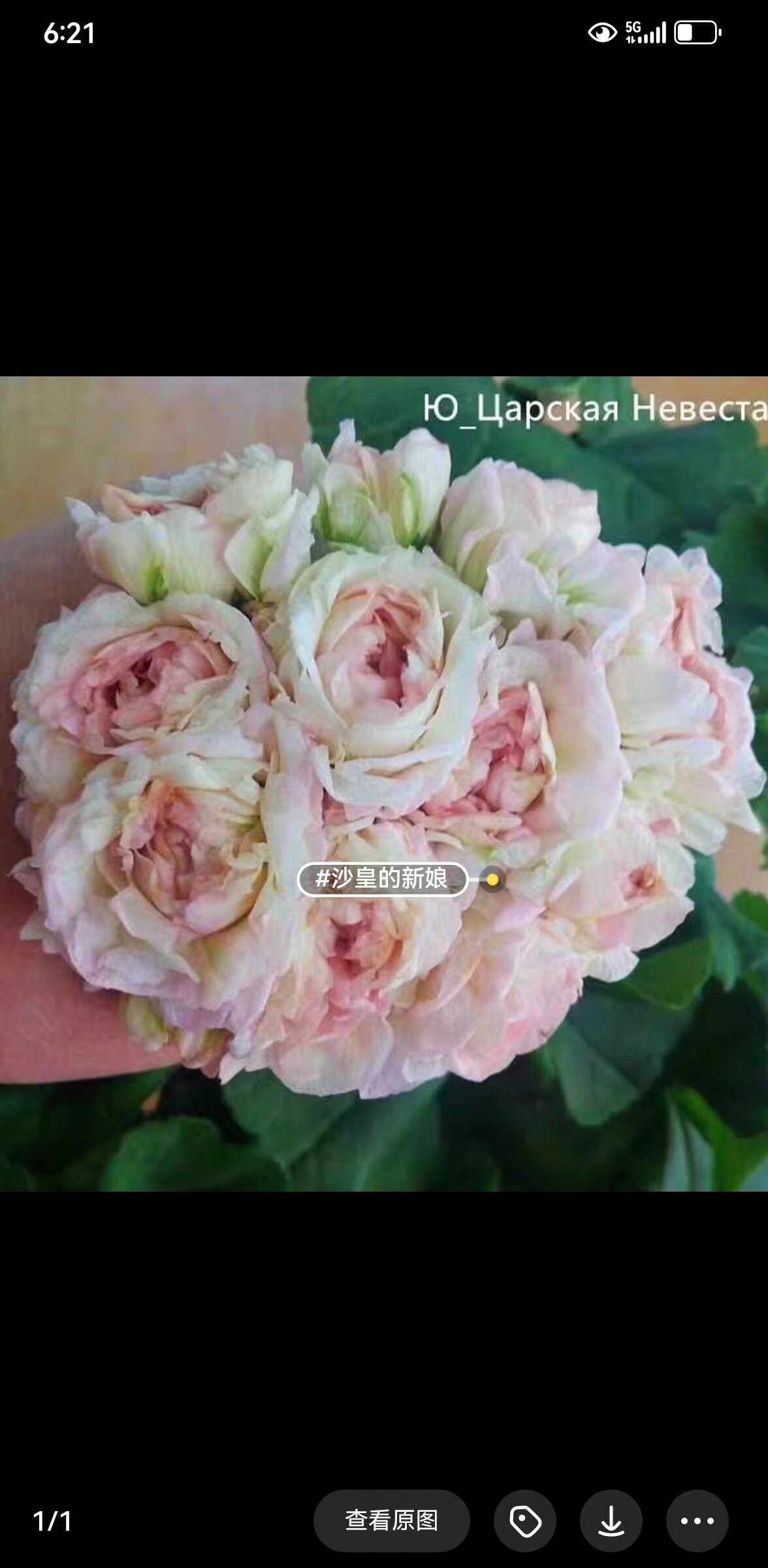 沙皇的新娘粉半兽天竺葵盆栽重瓣好养勤花四季开大花苗卉天竹新品