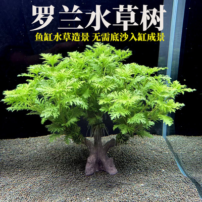 罗兰水草树鱼缸造景免底沙增氧