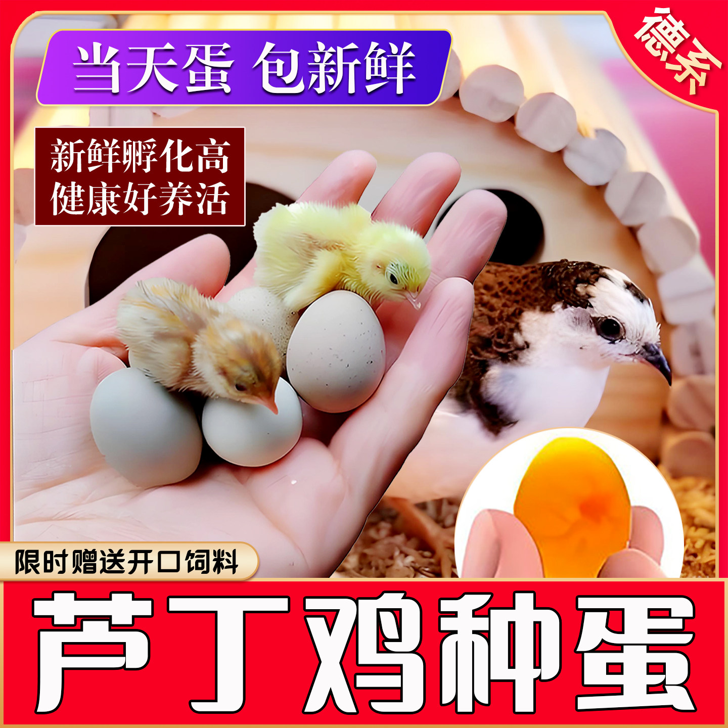 芦丁鸡受精蛋可孵化种蛋纯白色瓦灰卢丁鸡黑白礼服德系宠物小鸡蛋