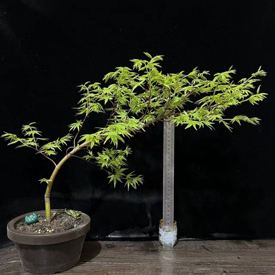 流泉枫树柳泉枫树观赏盆栽