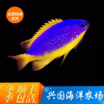 活体海水鱼斐济魔蓝魔开口宠物鱼