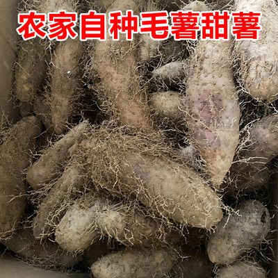 毛薯甜薯茂名化州高州特产新鲜