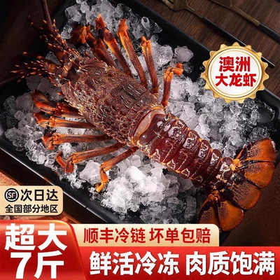 【顺丰到家】生冻澳洲龙虾新鲜海捕速冻特大红龙海鲜澳洲龙虾水产