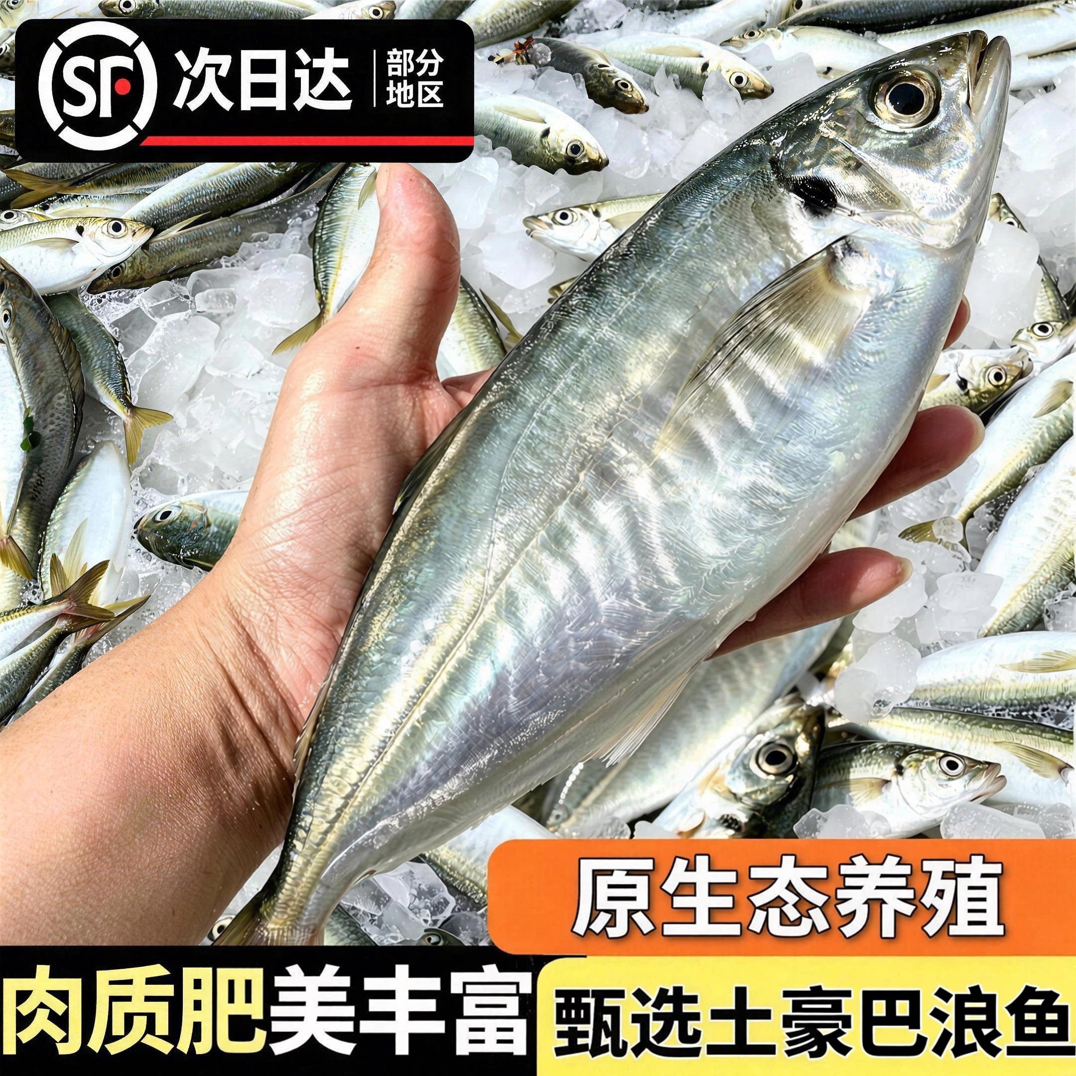 【顺丰到家】野生养殖巴浪鱼海鲜竹荚鱼秋刀鱼带鱼青花鱼深海大鱼