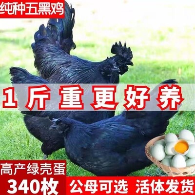 纯种半大五黑鸡活苗现货散养乌骨鸡黑毛乌鸡绿壳蛋鸡活苗五黑一绿