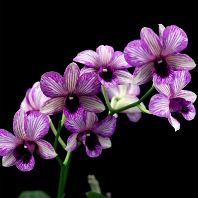 雅韵堂阳台花园勤花泼墨石斛兰花