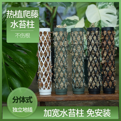 水苔柱龟背竹爬藤支架