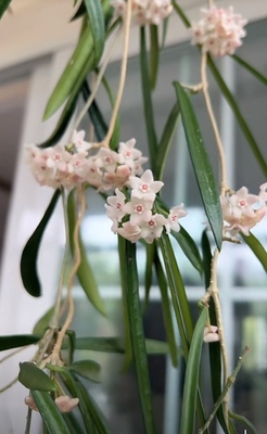 牧羊球兰 Hoya Shepherdii 细长叶片阳台室内绿栽淡粉色花味香