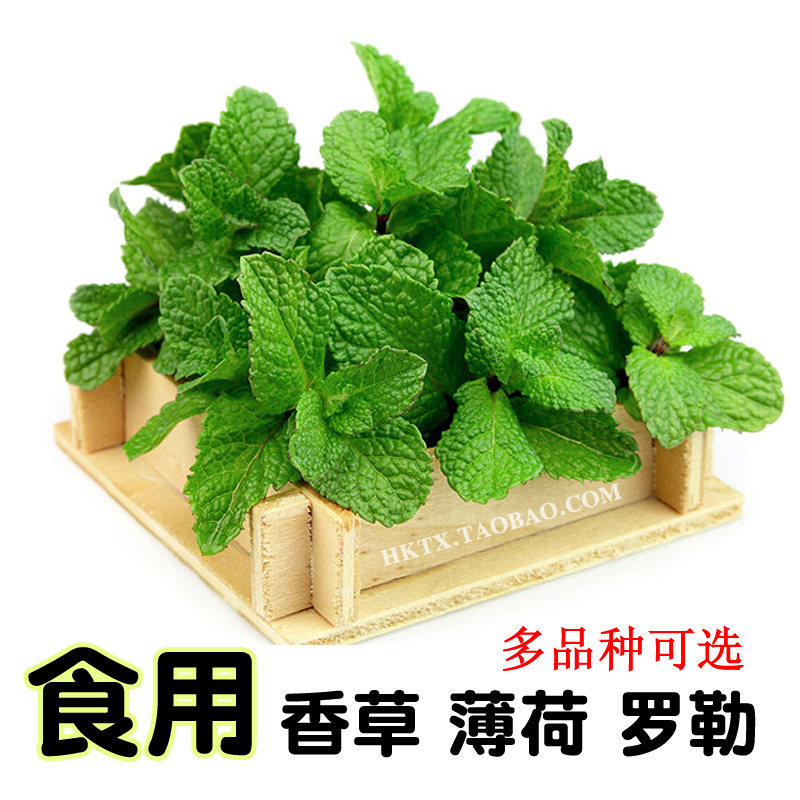 香草种子 柠檬薄荷 甜香罗勒香水胡椒食用荆芥盆栽蔬菜花卉种子